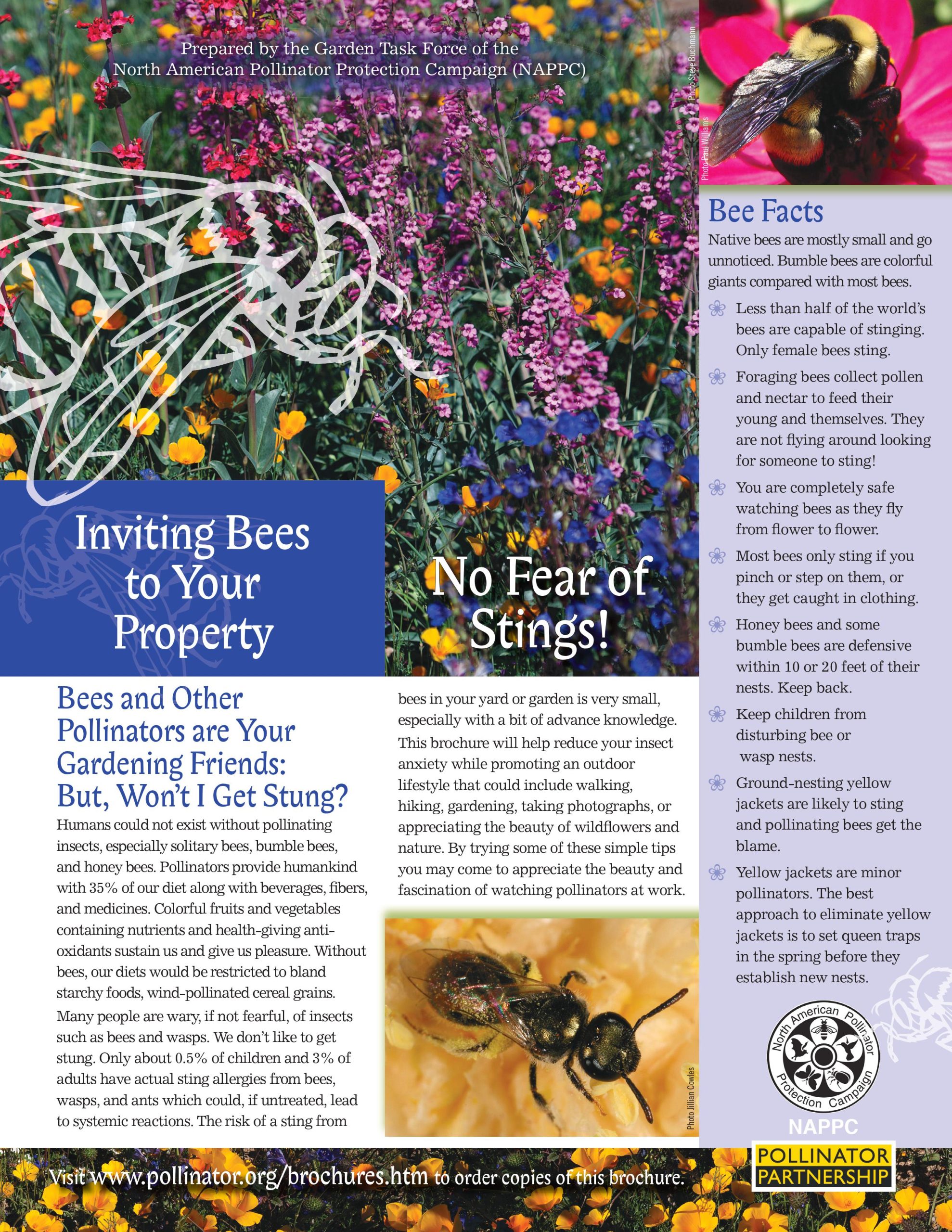 Learn how you can help our pollinators: Bees - Full Features Landscape ...