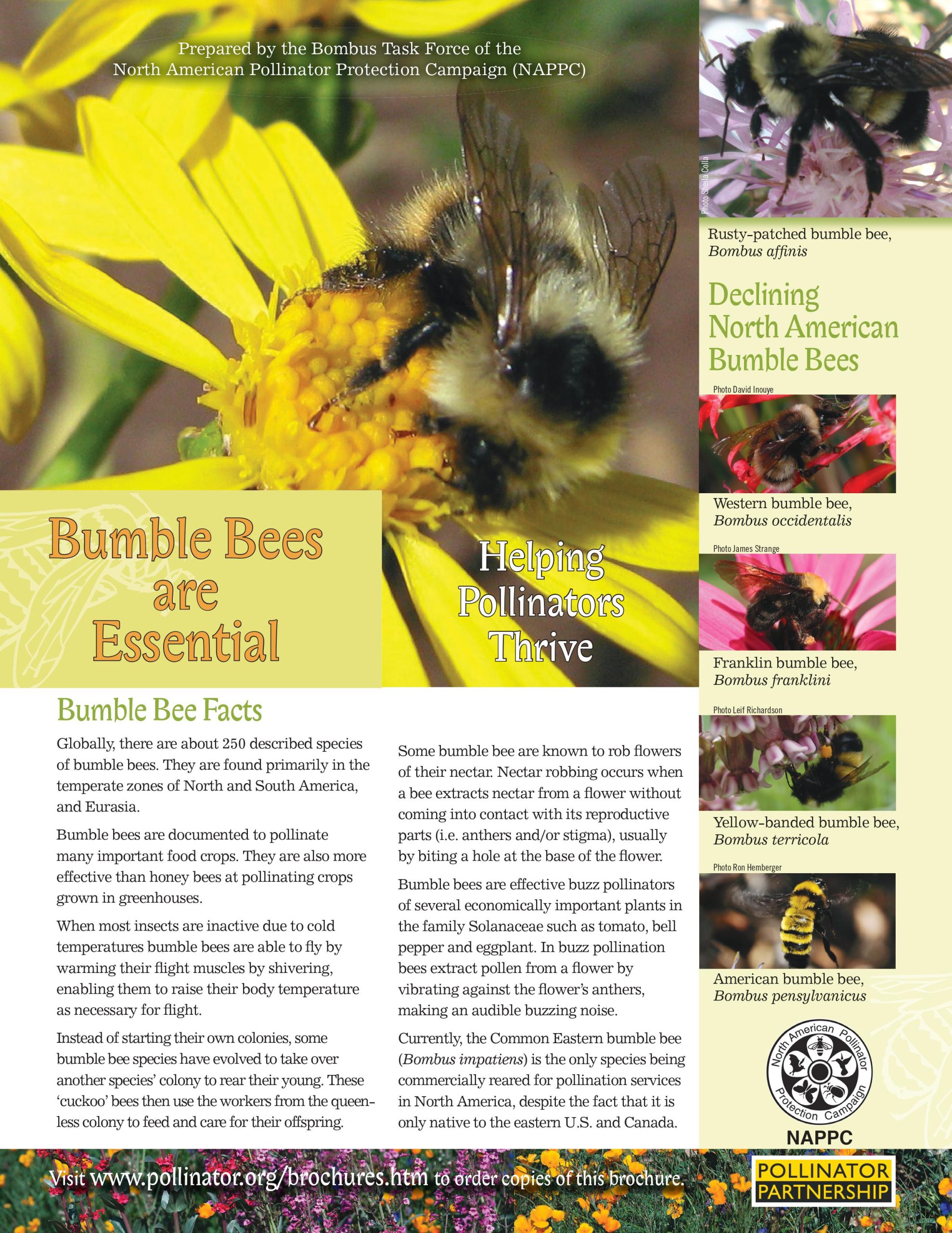 Learn how you can help our pollinators: Bees - Full Features Landscape ...